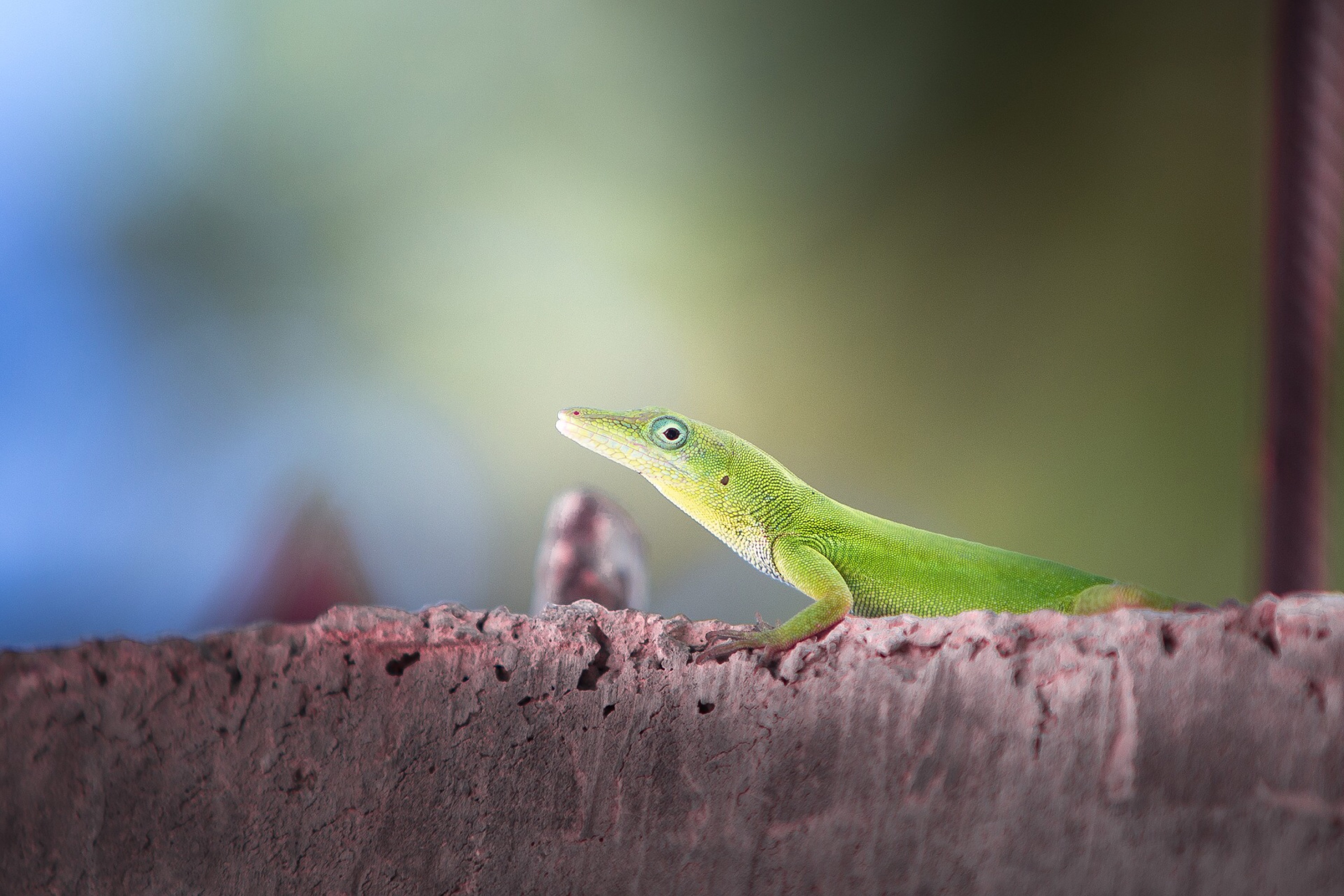 Can Geckos talk on Skype? - Medical Education Experts